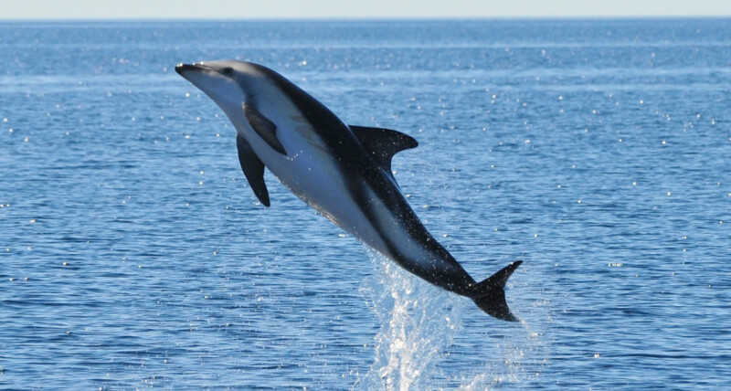 Uno de los mayores atractivos de la Patagonia argentina: los delfines ...